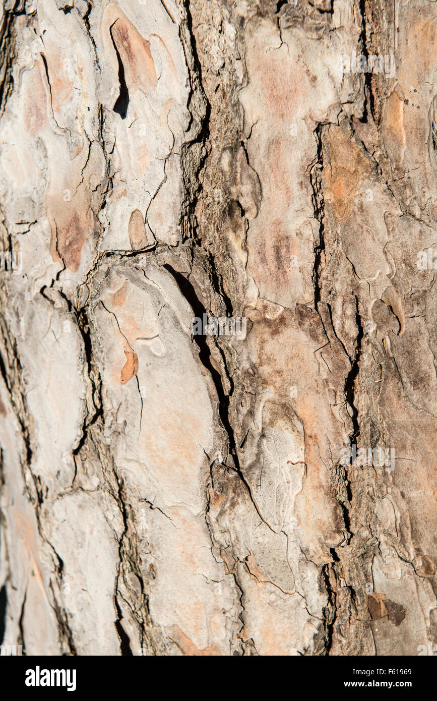 Tree bark detail Stock Photo - Alamy