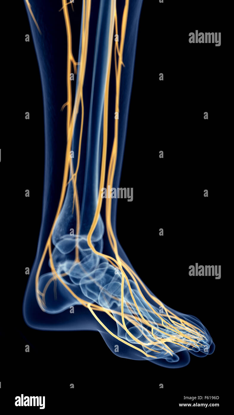medically accurate illustration of the foot nerves Stock Photo - Alamy