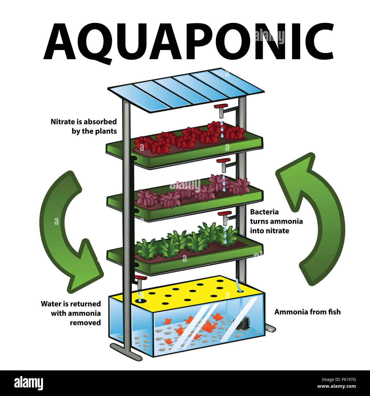 Recirculating Aquaponic Systems