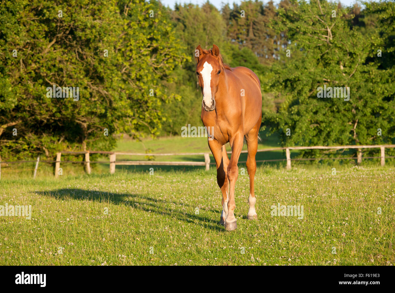 a young Holsteiner chestnut mare running freely in a pasture Stock ...