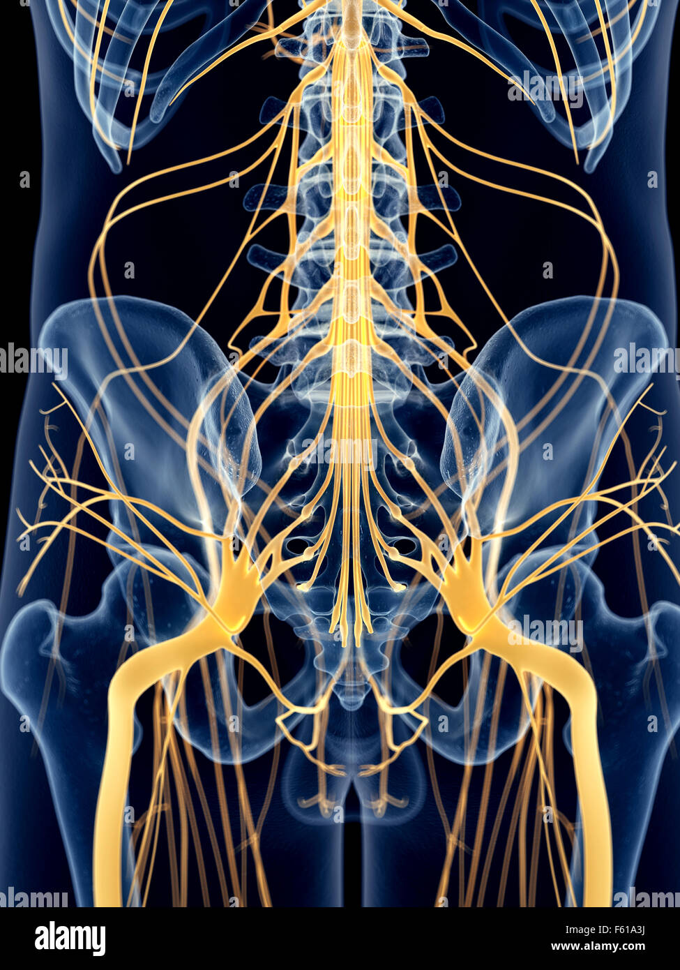Nerves hip hi-res stock photography and images - Alamy