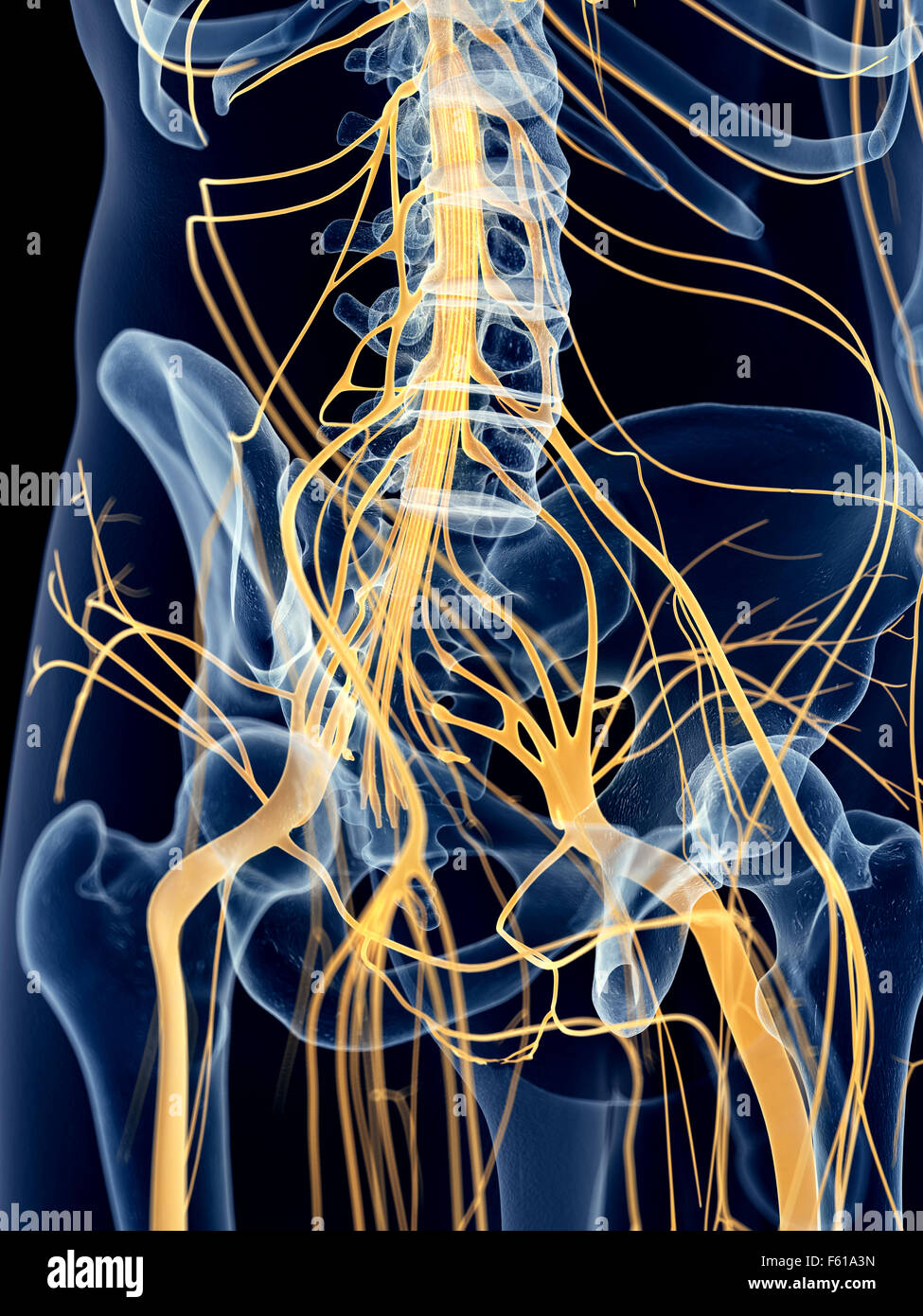 Nerves hip hi-res stock photography and images - Alamy