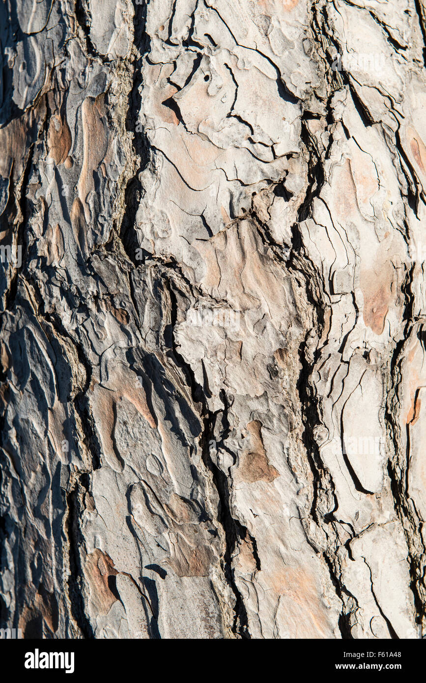 Tree bark detail Stock Photo - Alamy