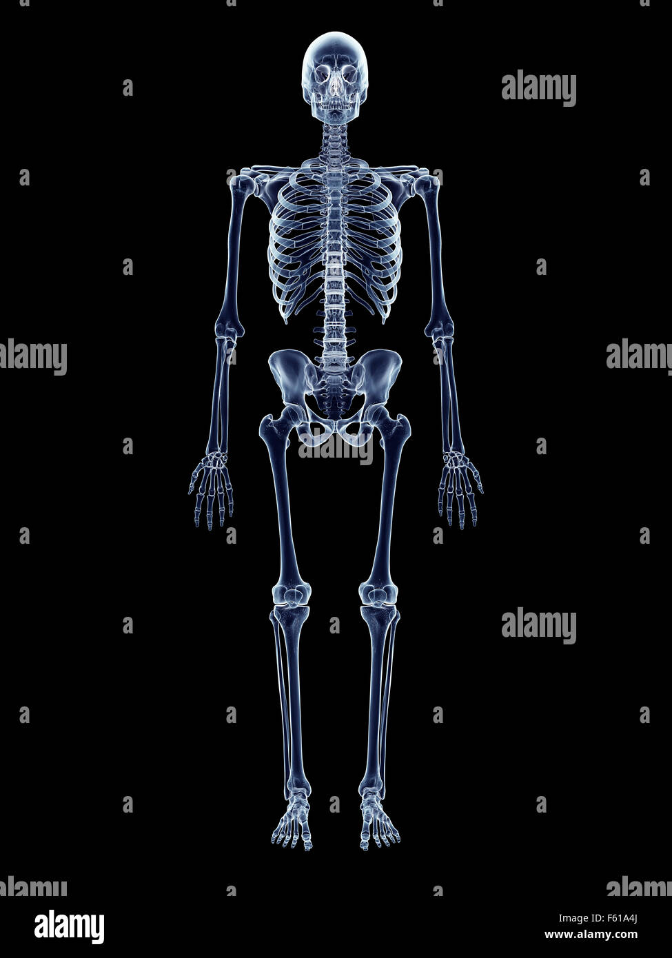 Skeleton body hi-res stock photography and images - Alamy