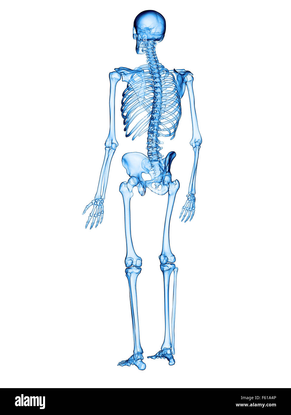 medically accurate illustration of the human skeleton Stock Photo - Alamy