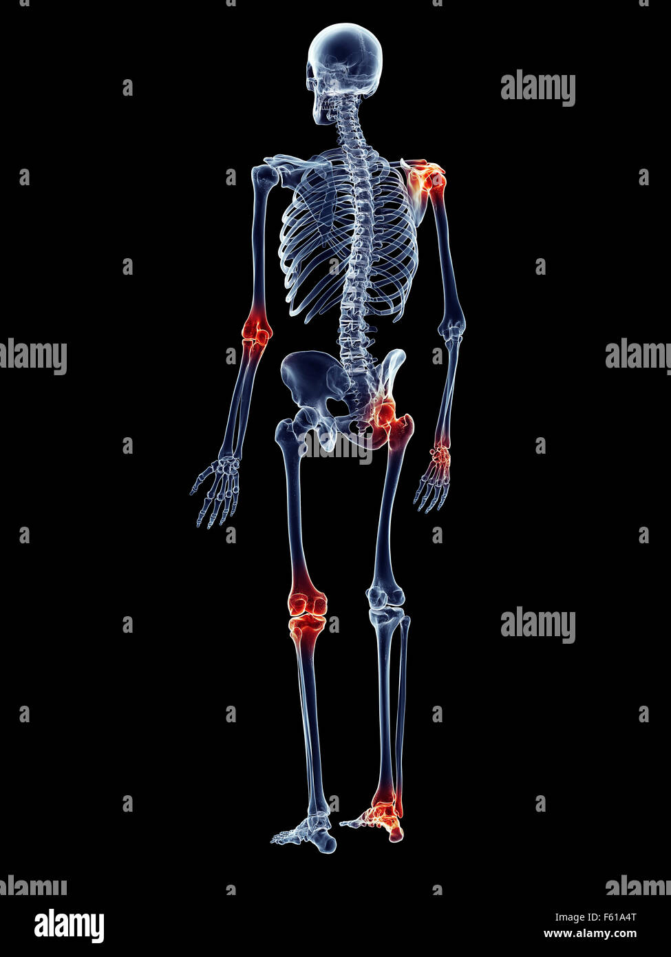 Body illustration anatomy joints hi-res stock photography and images ...