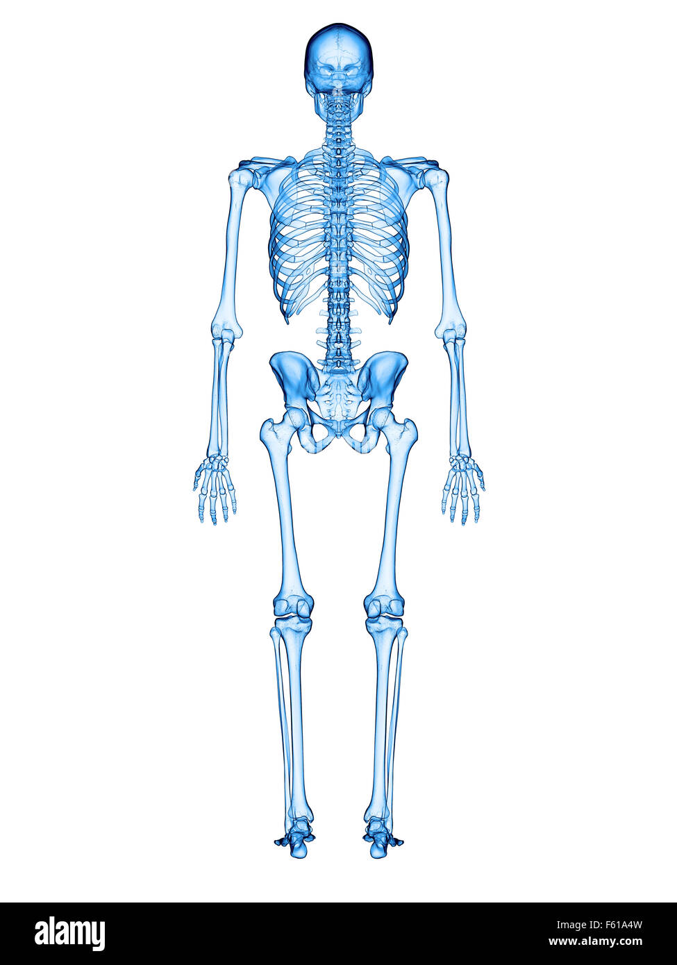 Body skeleton hi-res stock photography and images - Alamy