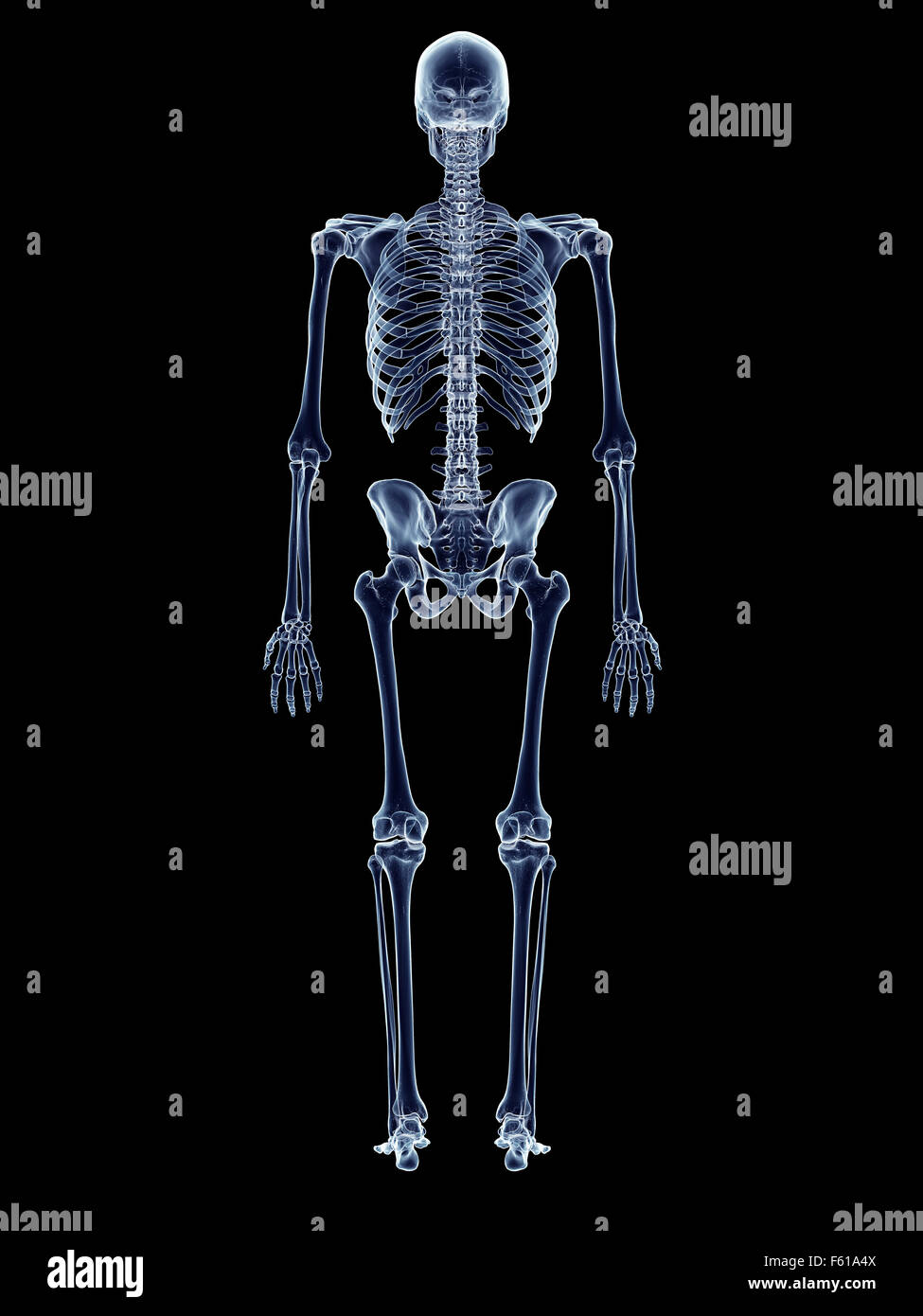 medically accurate illustration of the human skeleton Stock Photo - Alamy
