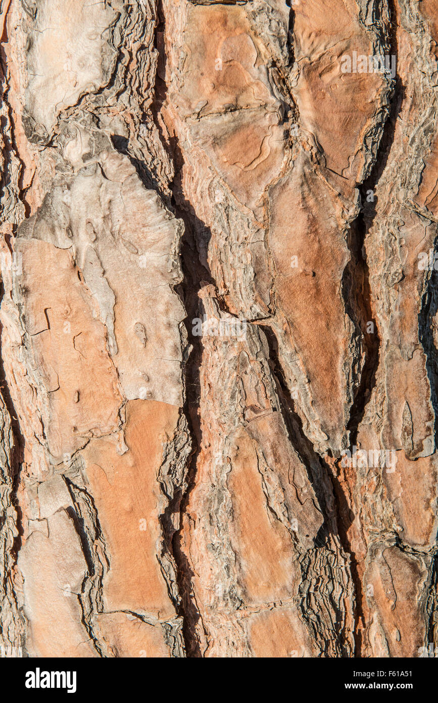 Tree texture detail hi-res stock photography and images - Alamy