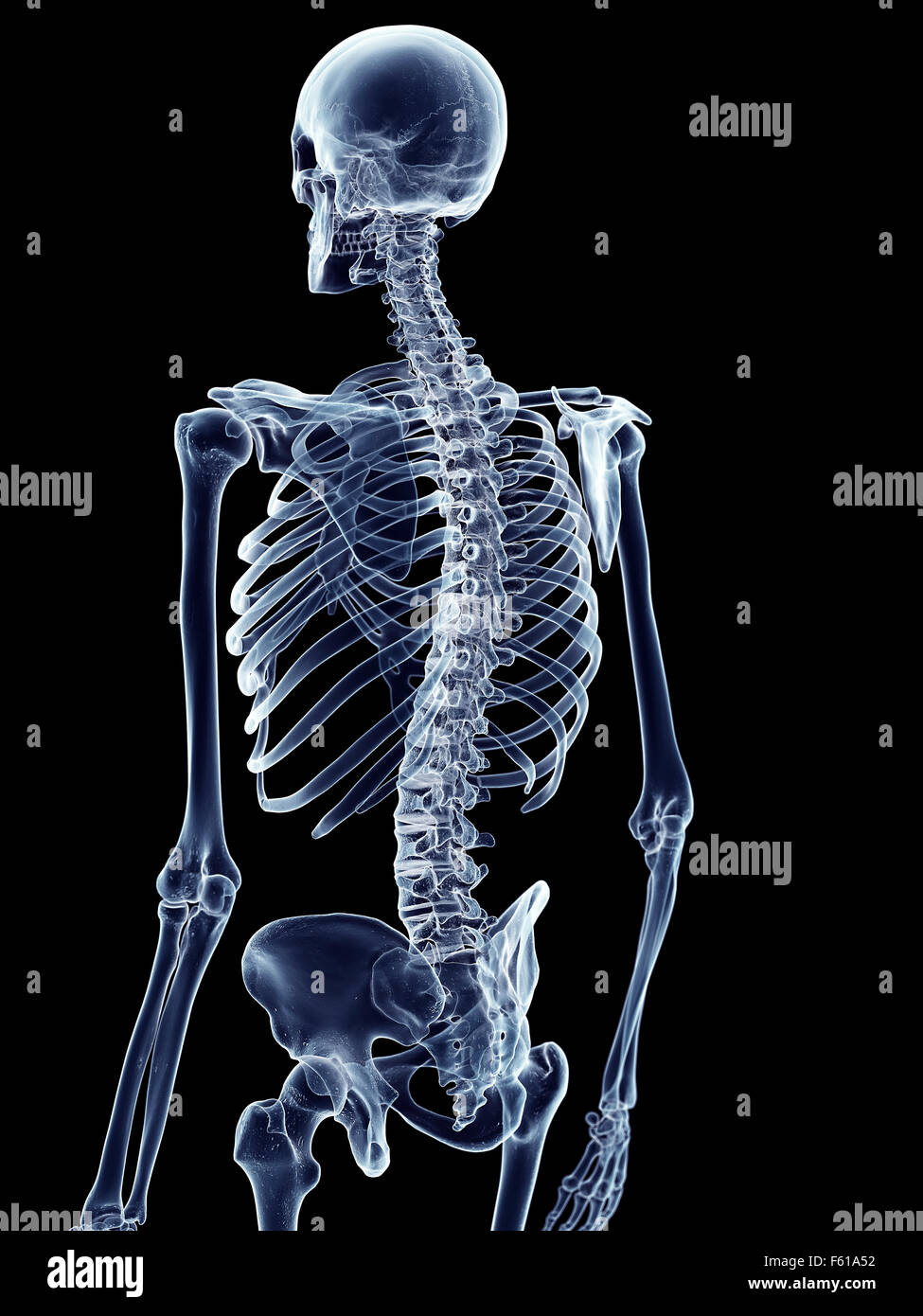 medically accurate illustration of the spine Stock Photo - Alamy