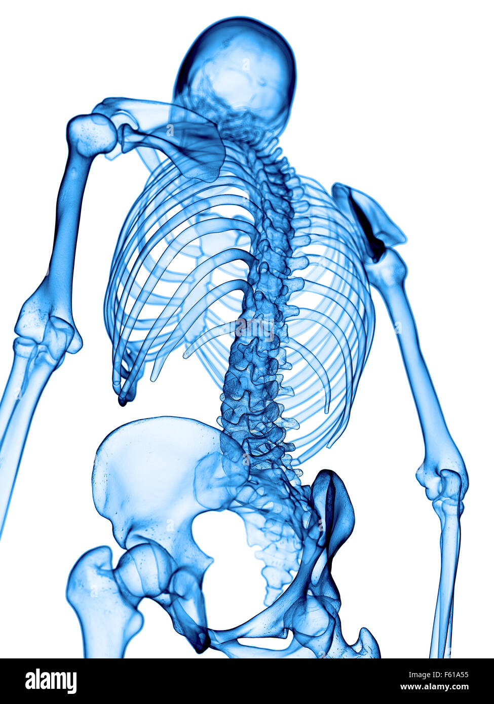 medically accurate illustration of the spine Stock Photo - Alamy