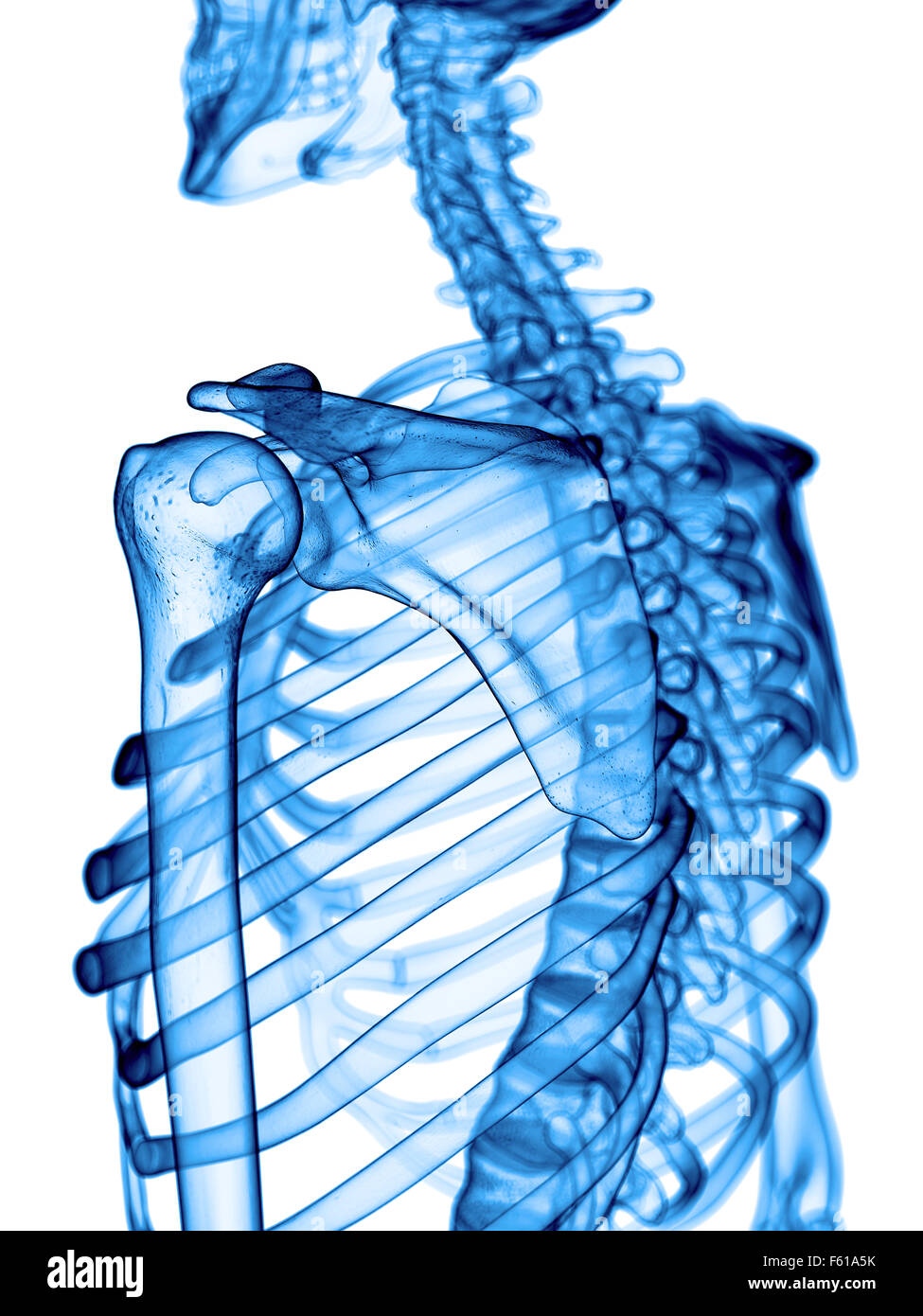 medically accurate illustration of the spine Stock Photo - Alamy