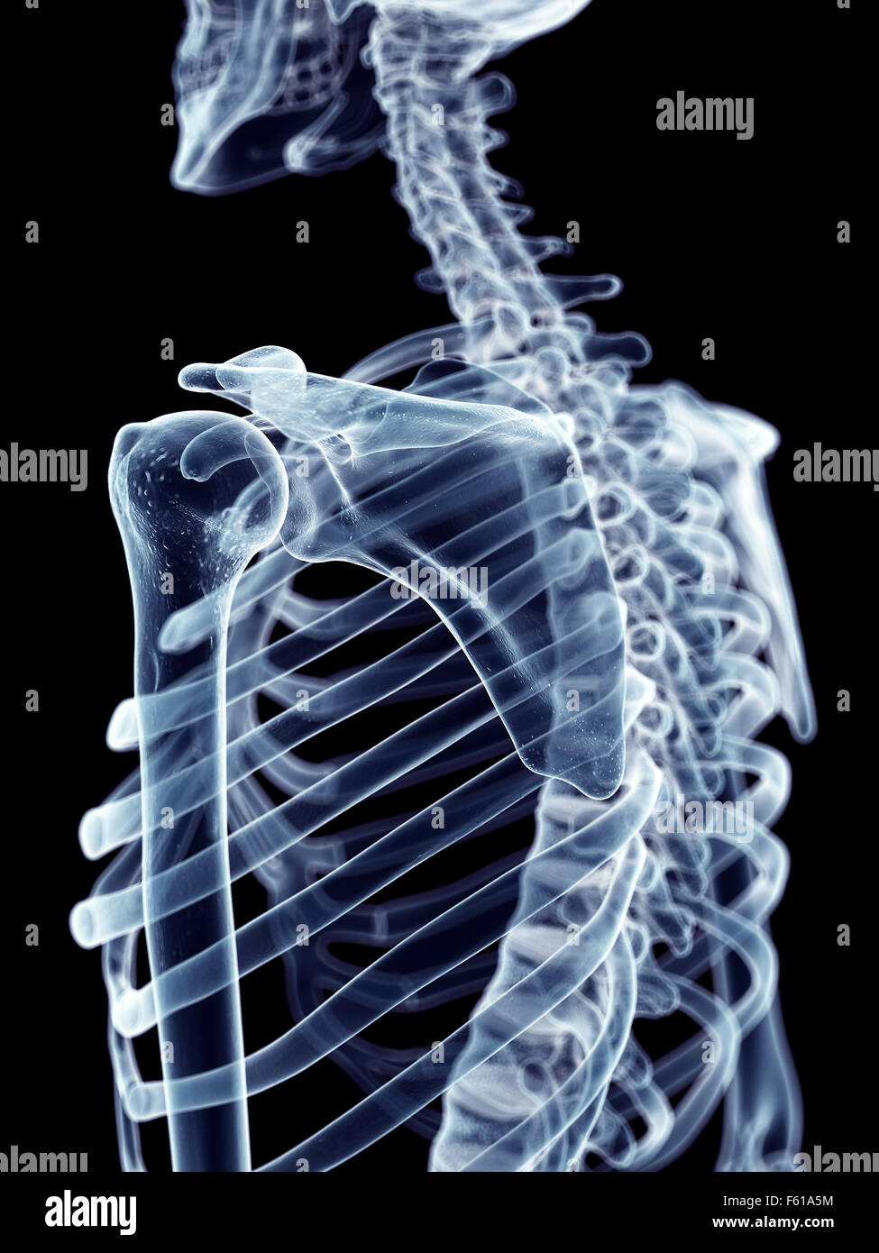 medically accurate illustration of the spine Stock Photo - Alamy