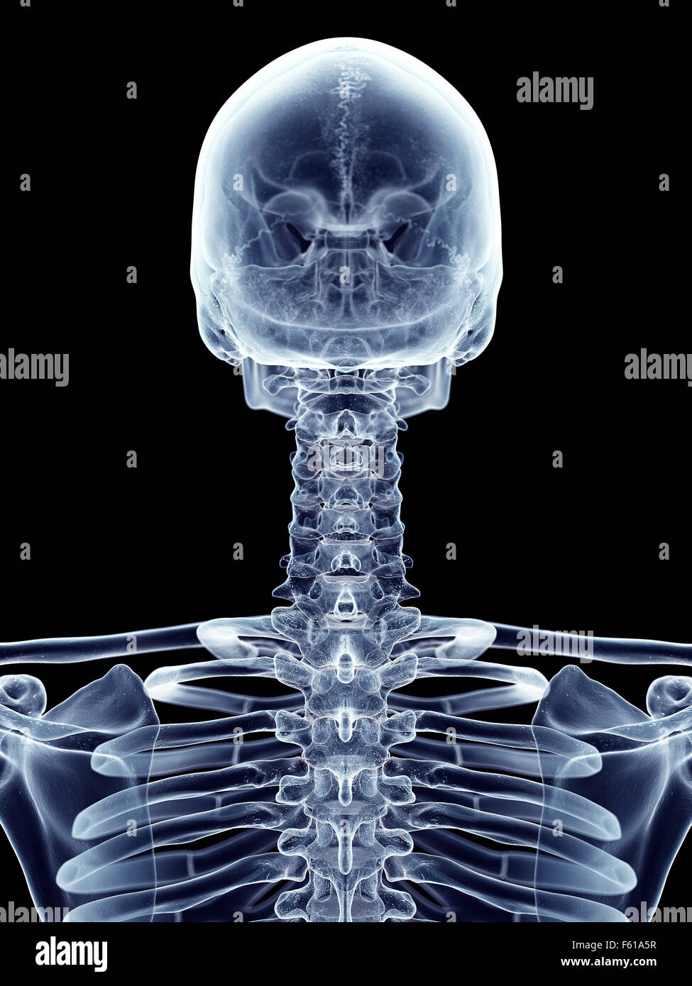 medically accurate illustration of the cervical spine Stock Photo - Alamy