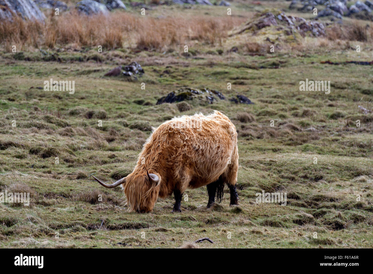 Highland Cow in native setting Stock Photo - Alamy