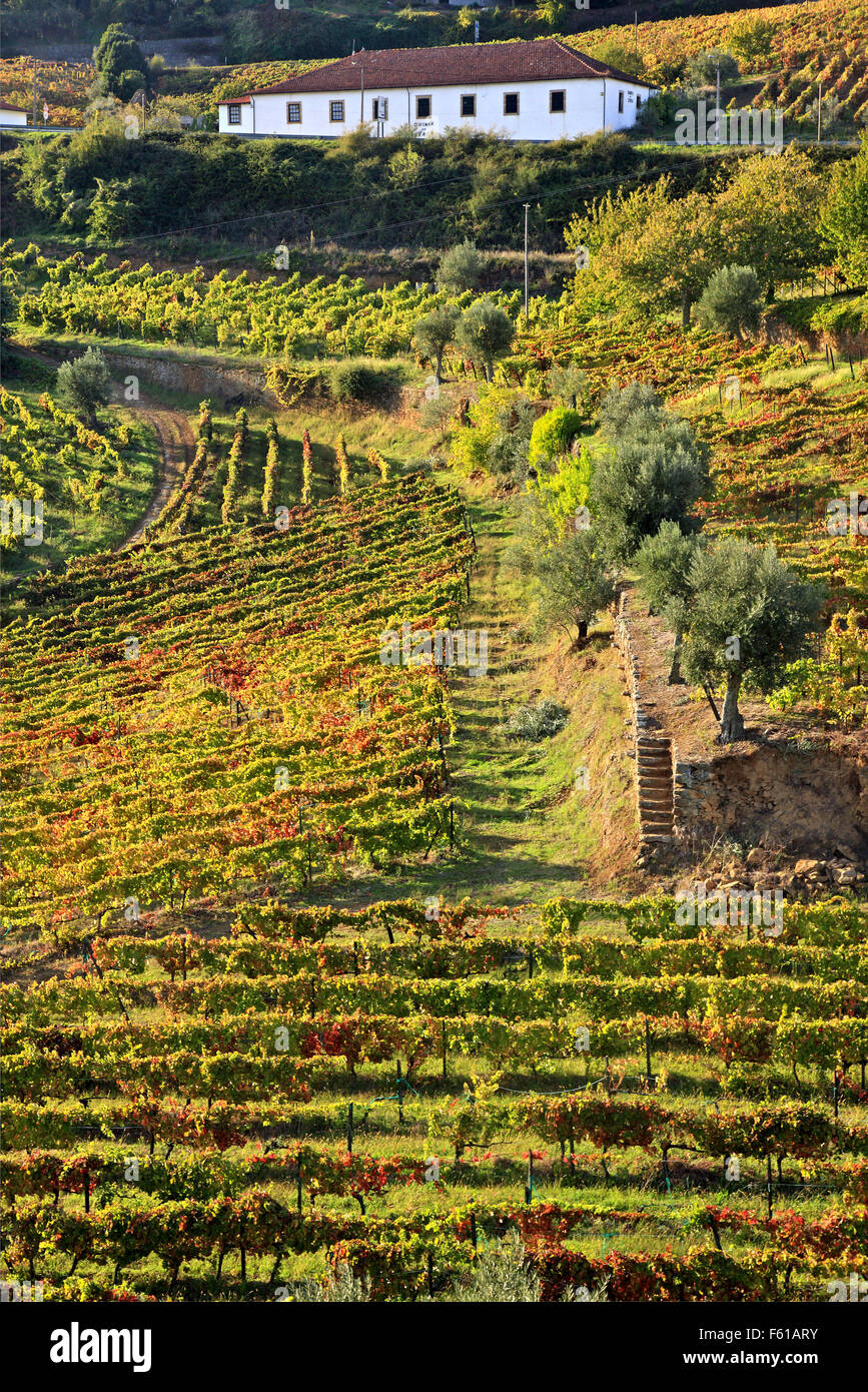 Vineyards in Douro valley in the heart of Alto Douro Wine Region ...