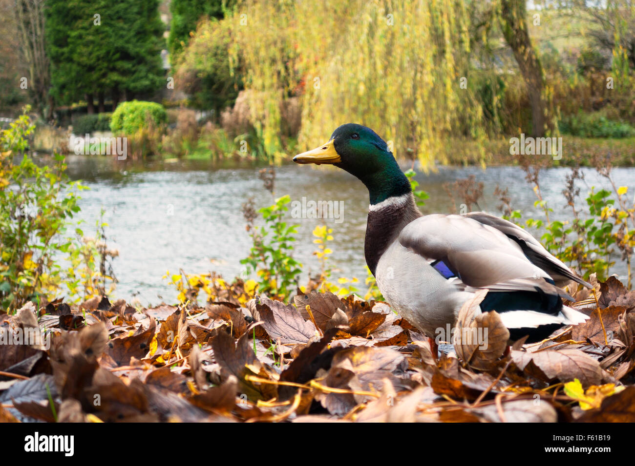 Ducks In The Peak District High Resolution Stock Photography and Images ...