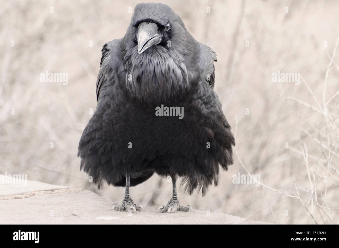 Raven hi-res stock photography and images - Alamy