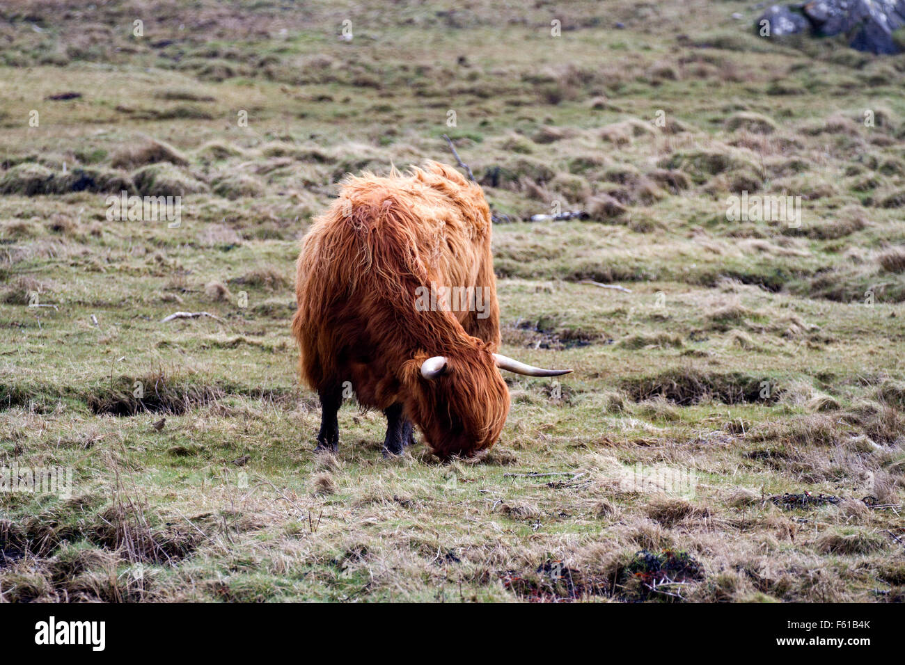 Highland Cow in native setting Stock Photo - Alamy