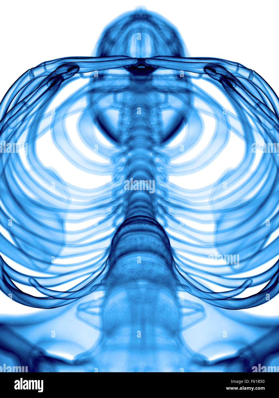 Bones of the thorax hi-res stock photography and images - Alamy