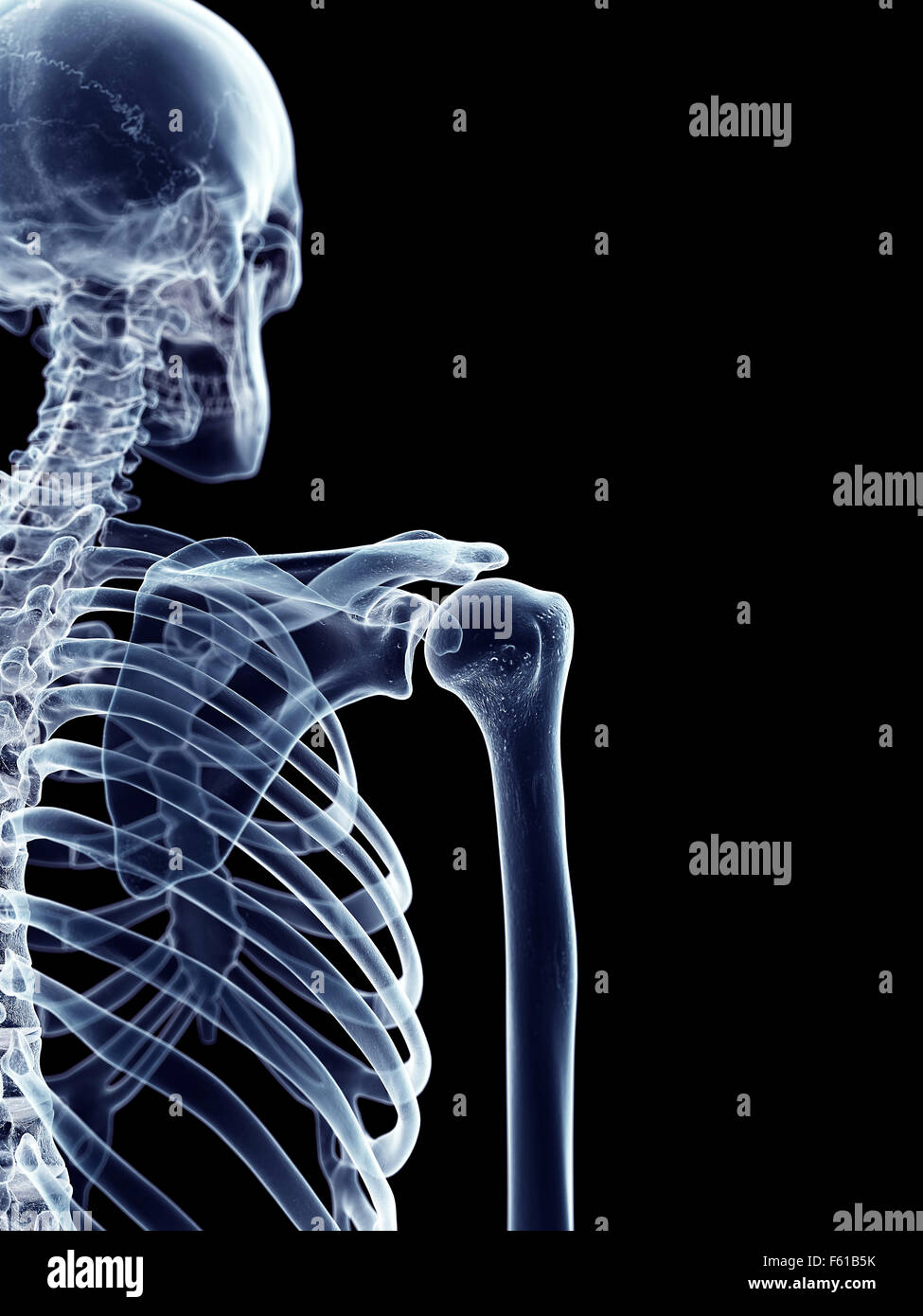 medically accurate illustration of the skeletal shoulder Stock Photo ...