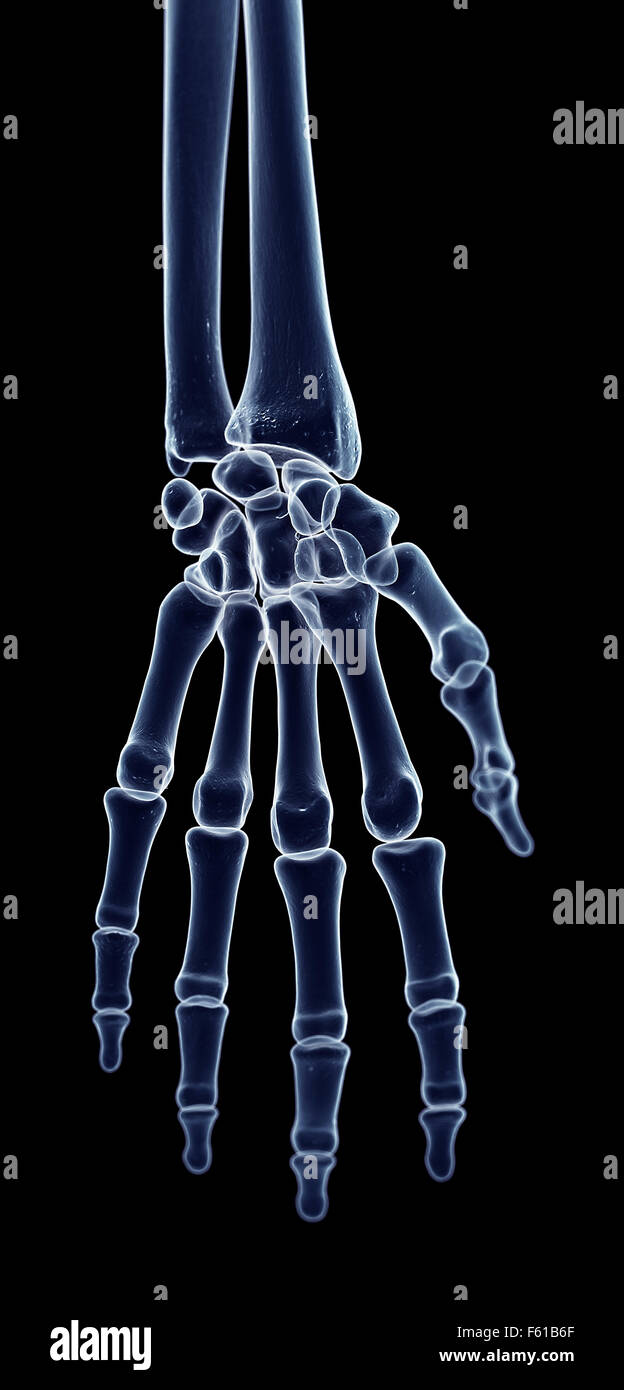 Skeleton of the hand hi-res stock photography and images - Alamy