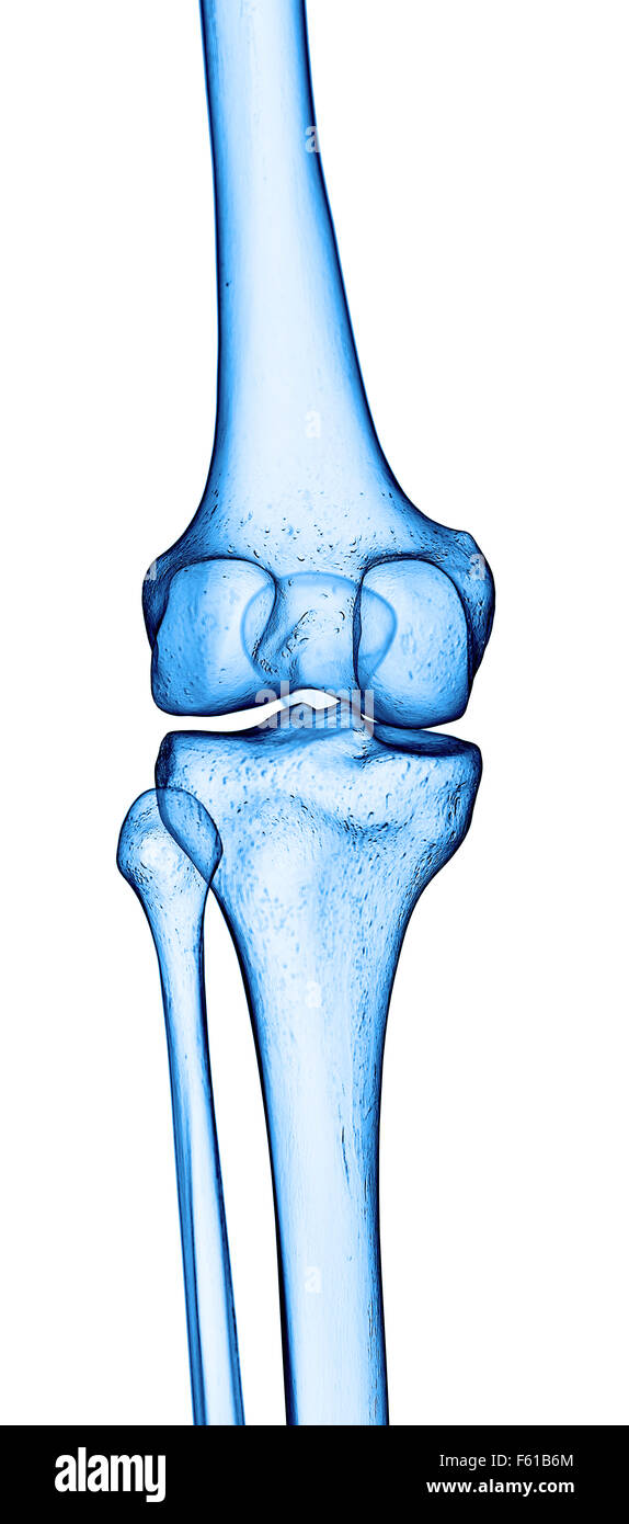 medically accurate illustration of the skeletal knee Stock Photo - Alamy
