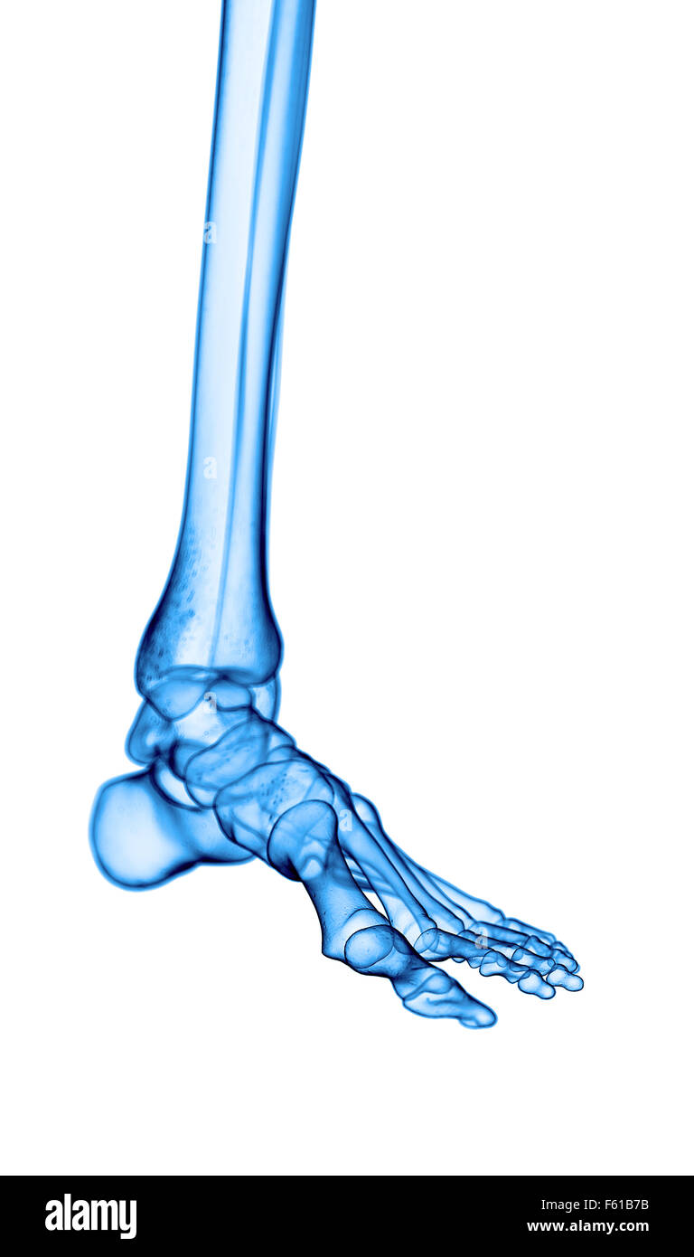 Skeleton foot hi-res stock photography and images - Alamy