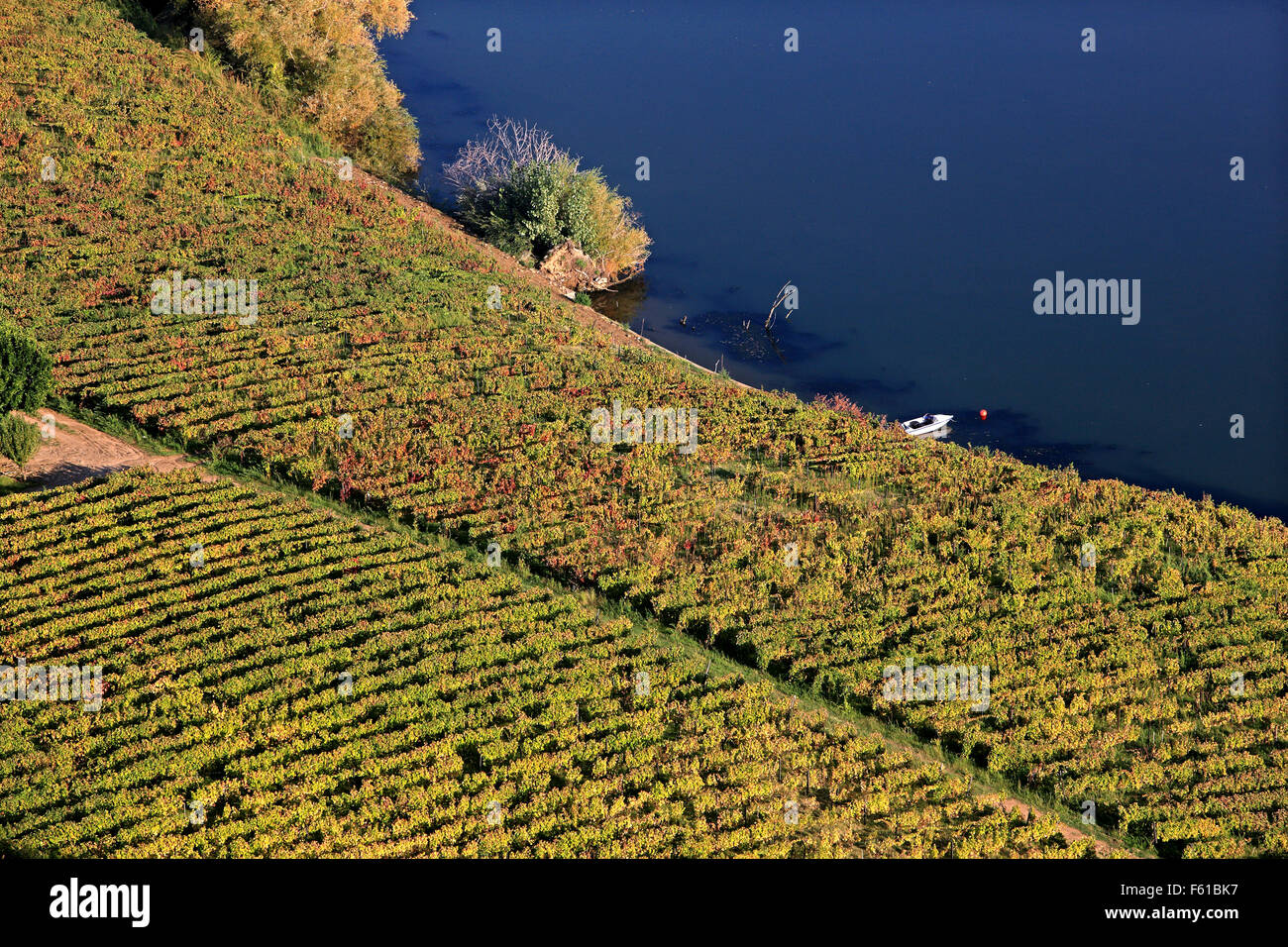 Vineyards in Douro valley in the heart of Alto Douro Wine Region ...