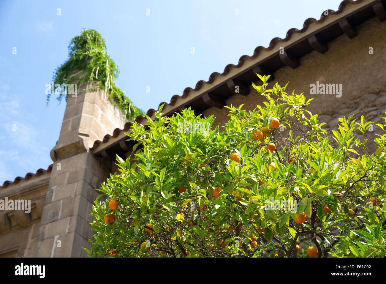 Tangerine tree on old spanish street Stock Photo - Alamy