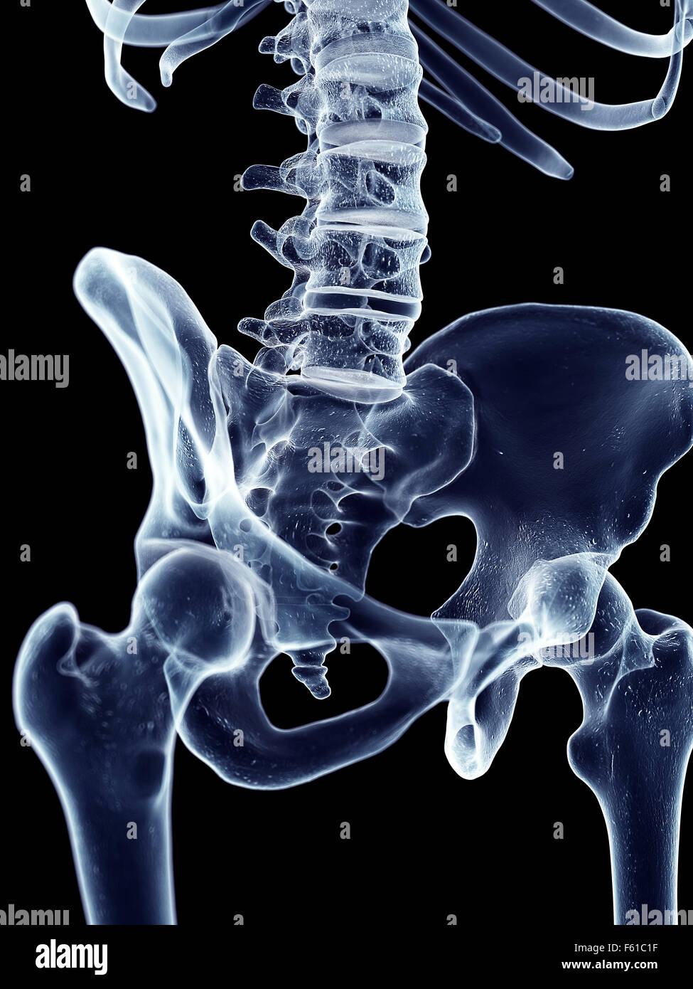 medically accurate illustration of the hip Stock Photo - Alamy