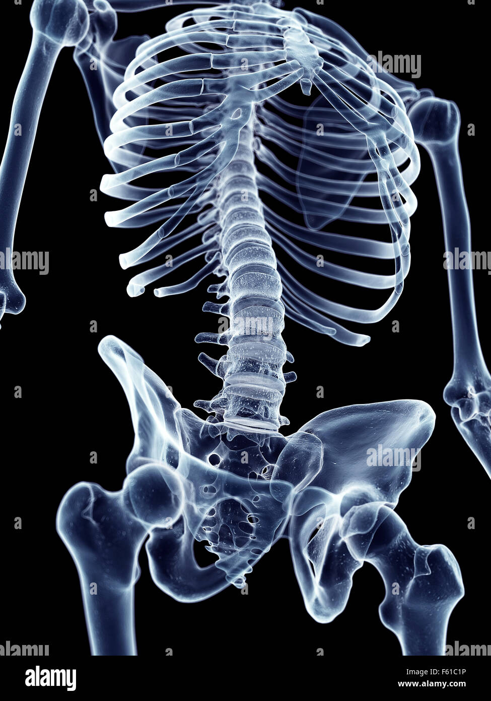 medically accurate illustration of the thorax Stock Photo - Alamy