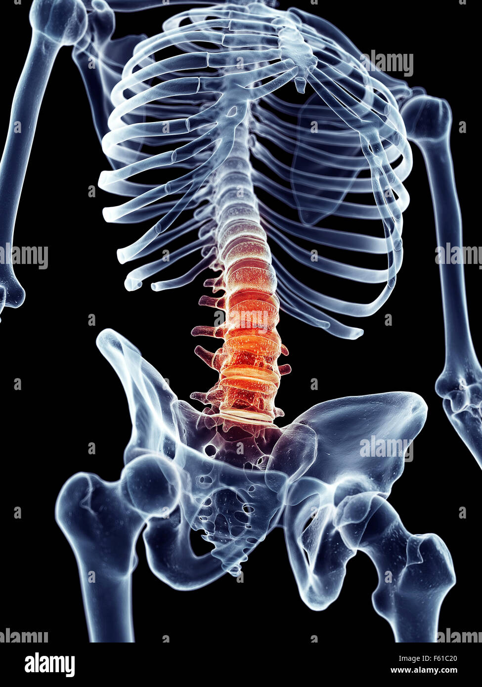 Anatomy of lumbar spine hi-res stock photography and images - Alamy