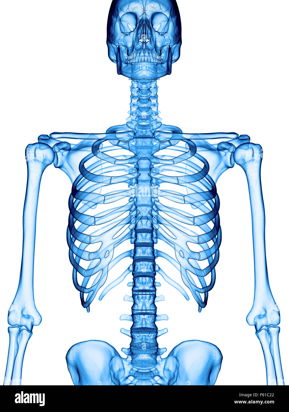 medically accurate illustration of the thorax Stock Photo - Alamy