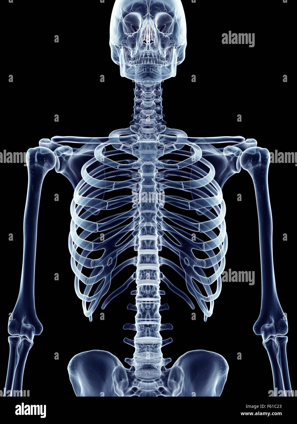 medically accurate illustration of the thorax Stock Photo - Alamy