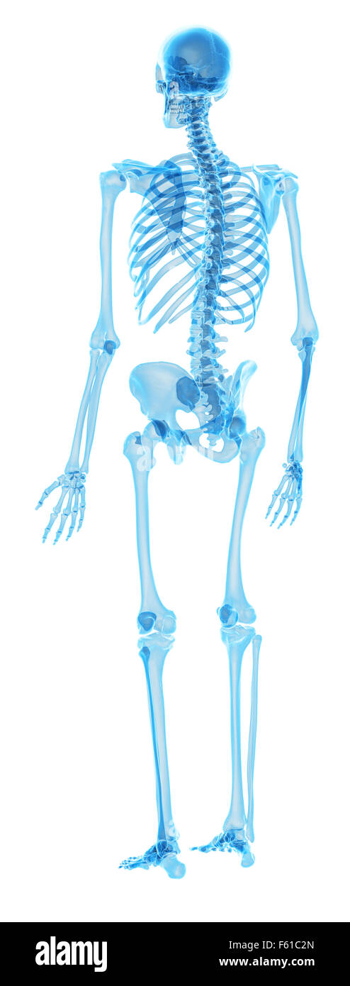 medically accurate illustration of the human skeleton Stock Photo - Alamy