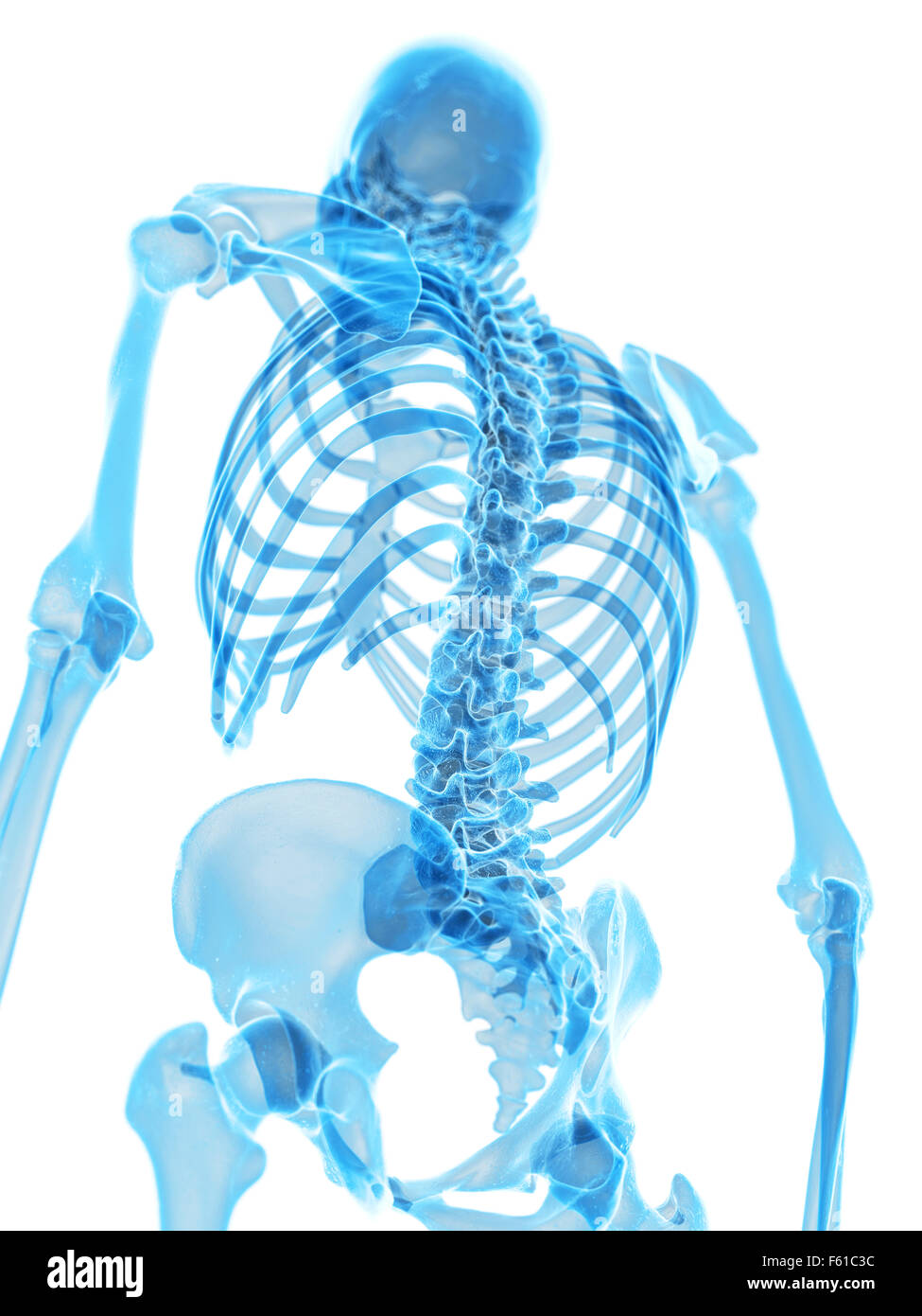 medically accurate illustration of the spine Stock Photo - Alamy