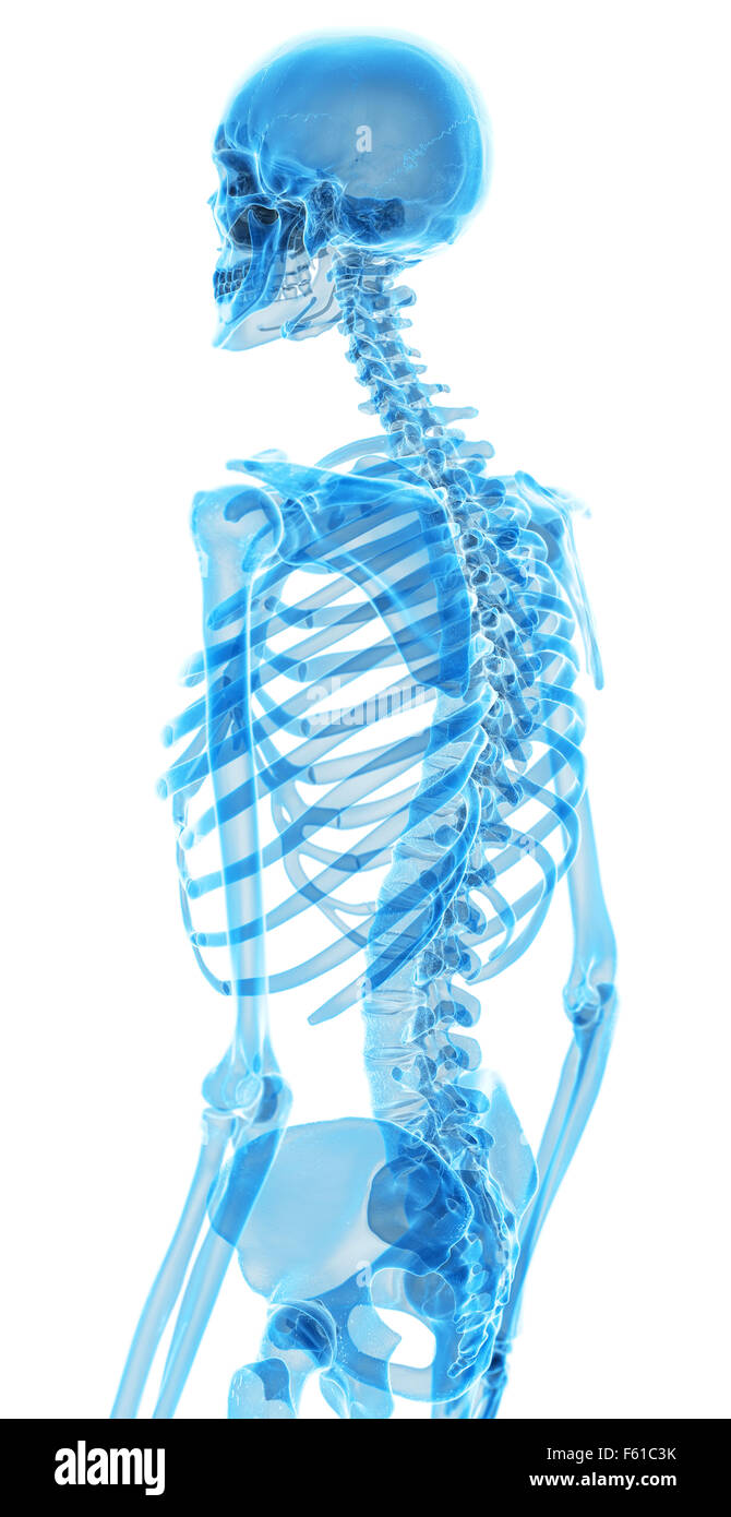 medically accurate illustration of the spine Stock Photo - Alamy