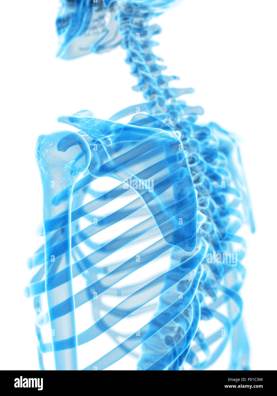 medically accurate illustration of the spine Stock Photo - Alamy