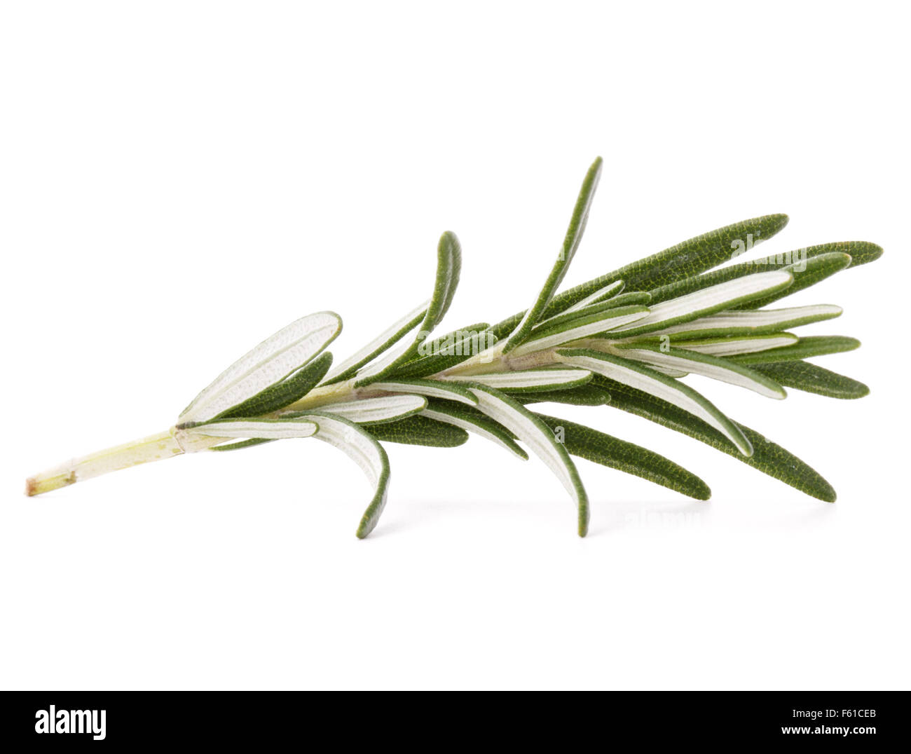 rosemary herb spice leaves isolated on white background cutout Stock ...