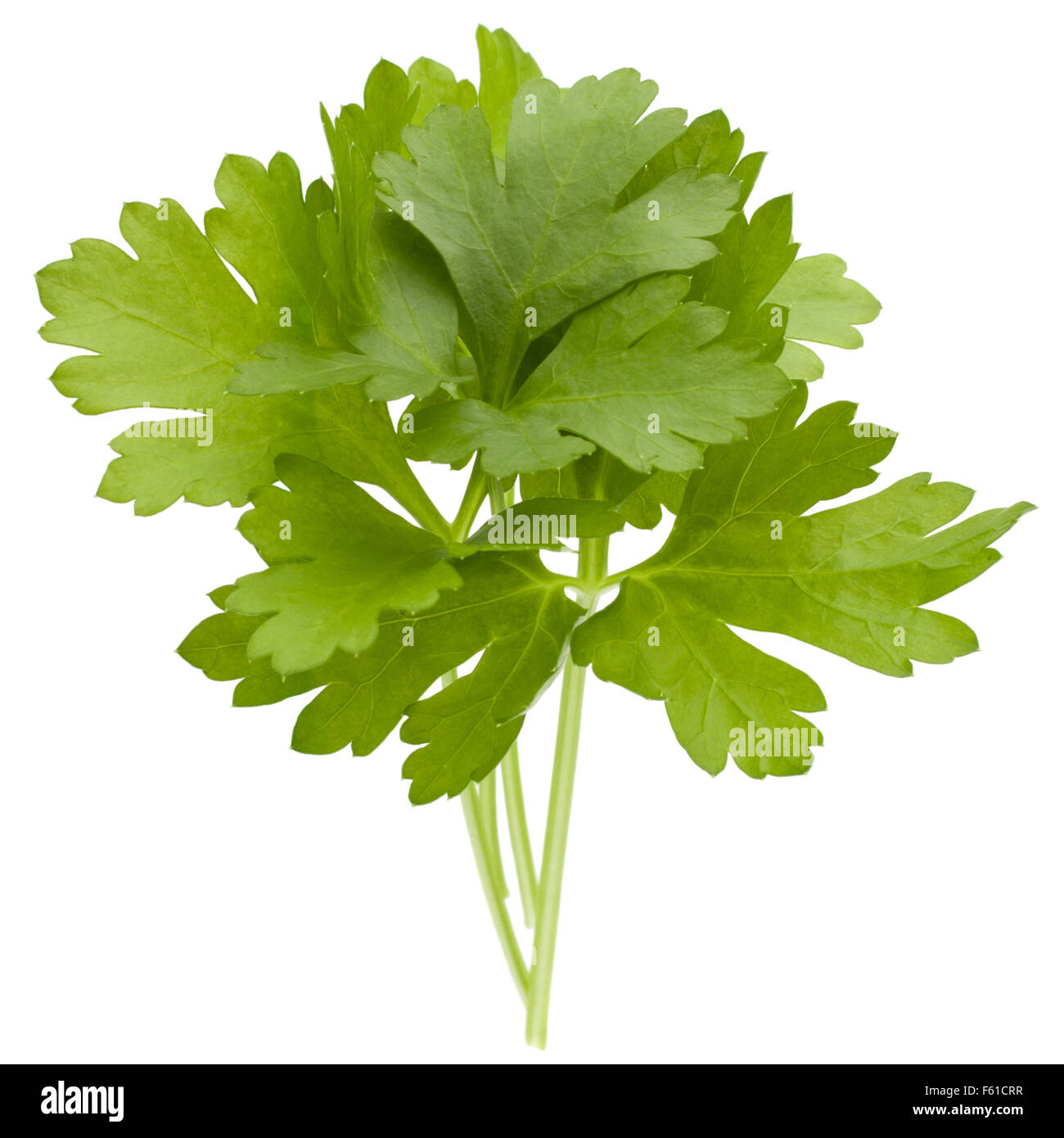 fresh parsley herb leaves isolated on white background cutout Stock ...