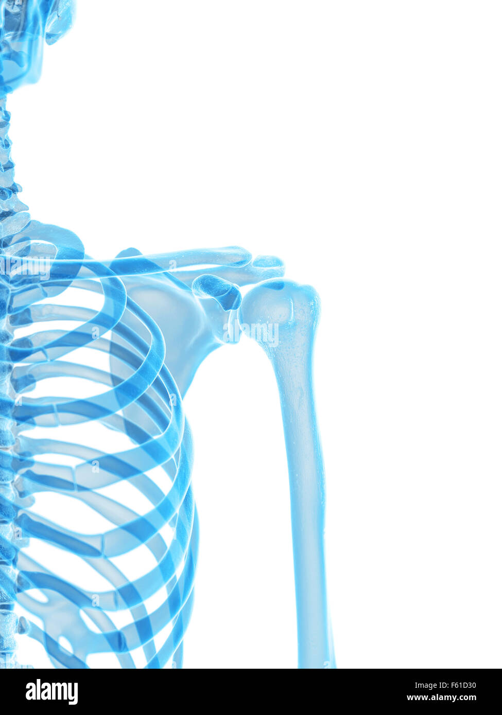 medically accurate illustration of the skeletal shoulder Stock Photo ...