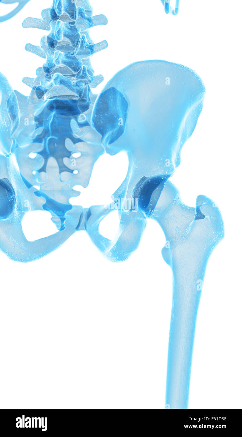 medically accurate illustration of the hip Stock Photo - Alamy