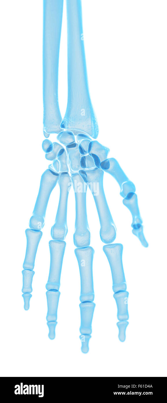 medically accurate illustration of the hand bones Stock Photo - Alamy