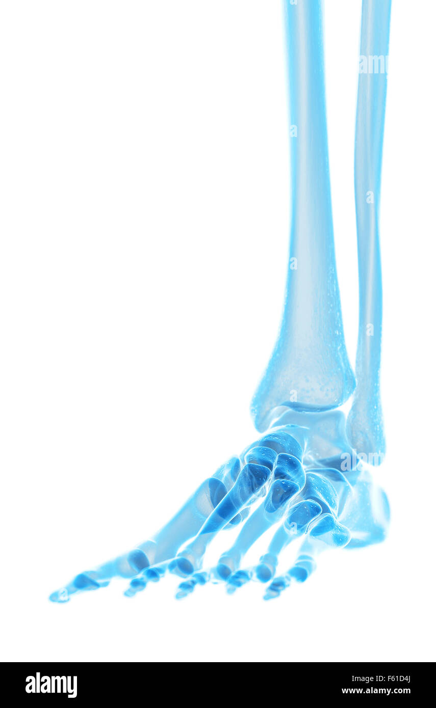 Human foot bones anatomy hi-res stock photography and images - Alamy