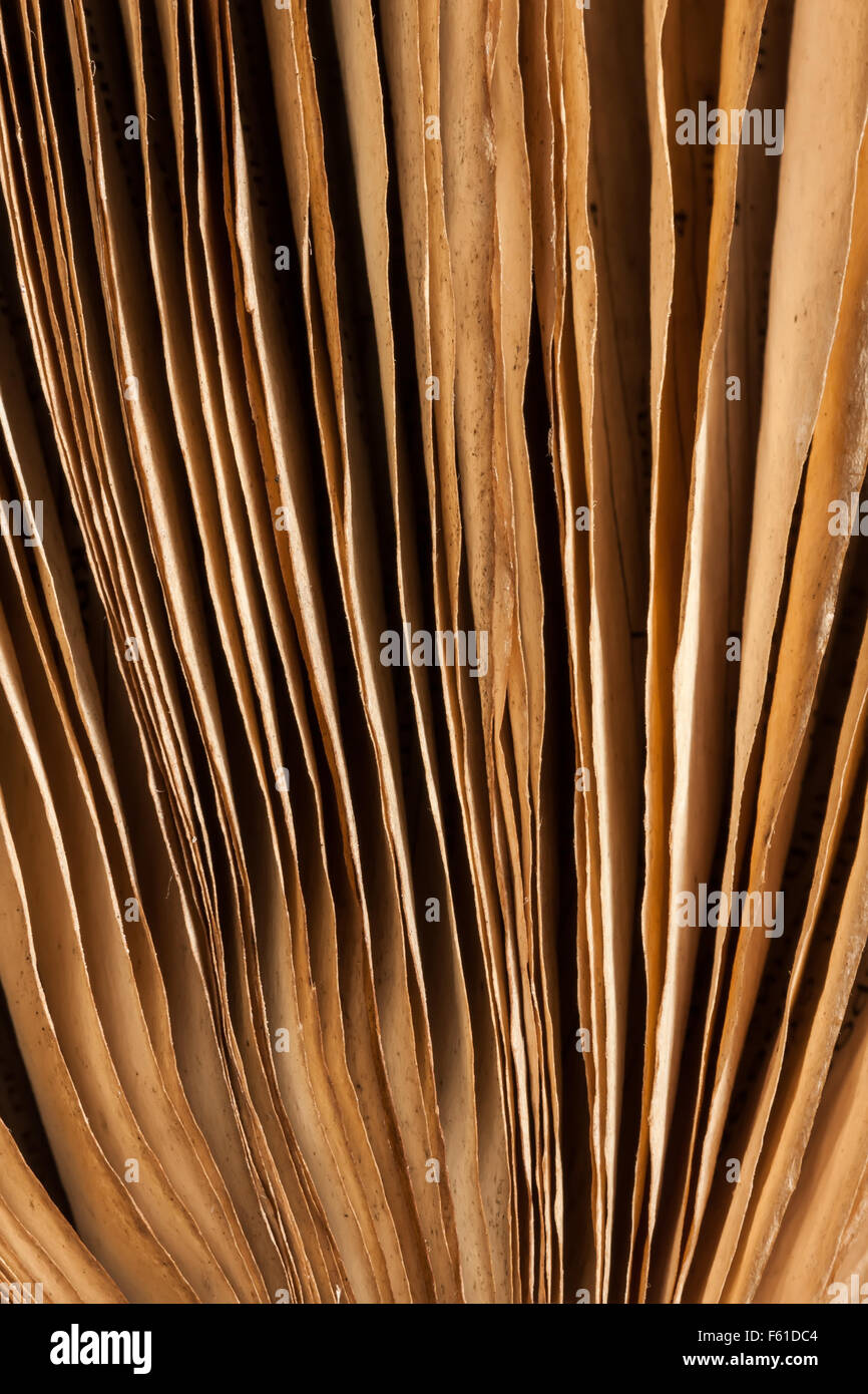 Closeup of edges of the pages of old vintage book Stock Photo - Alamy