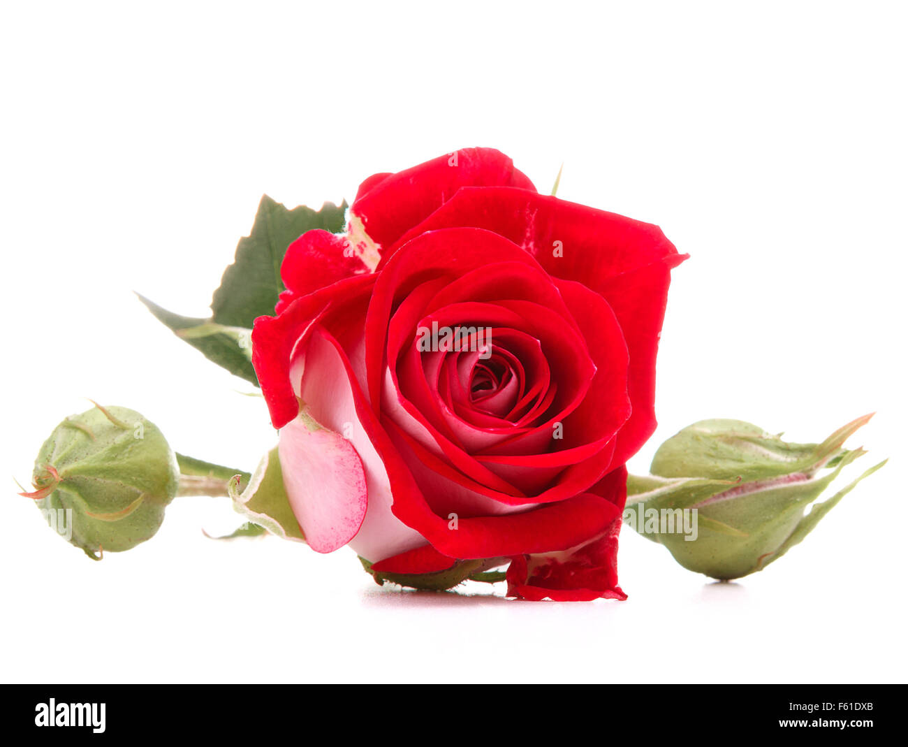 Red rose flower head isolated on white background cutout Stock Photo ...