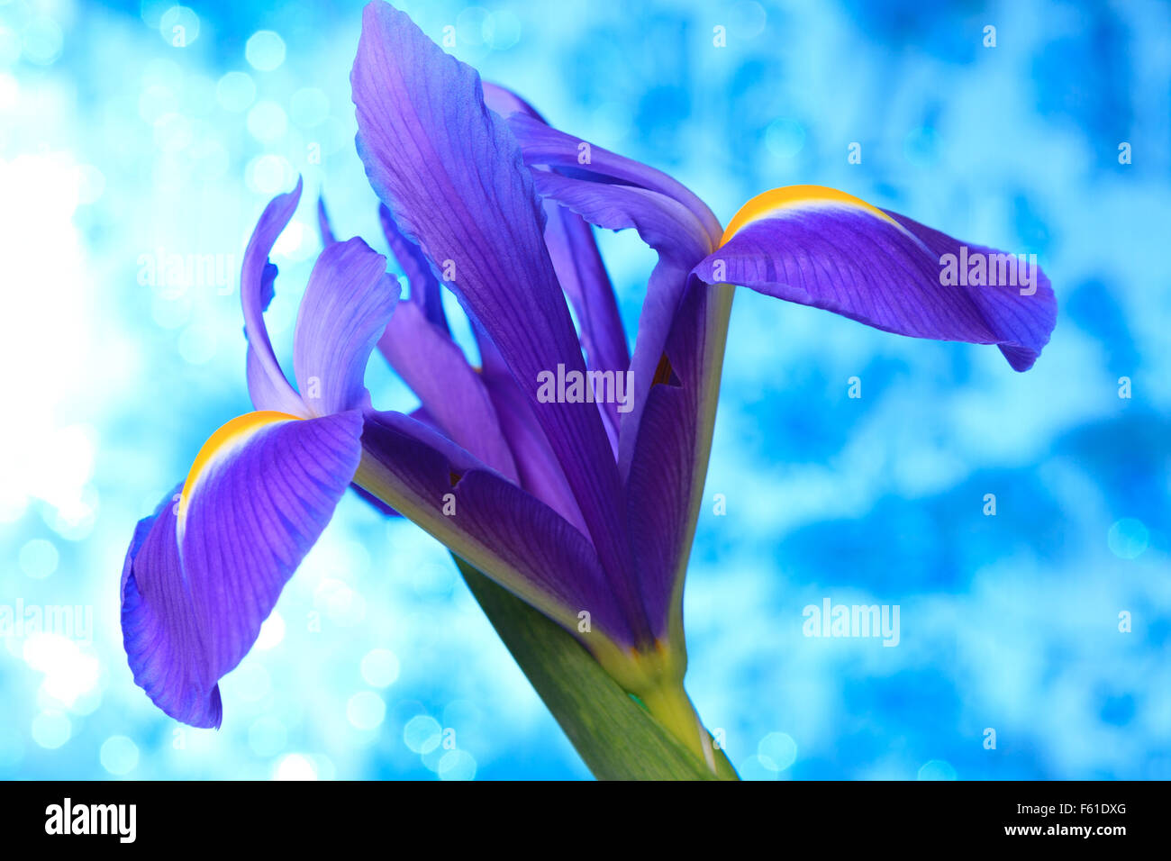 Beautiful blue iris flowers background Stock Photo - Alamy