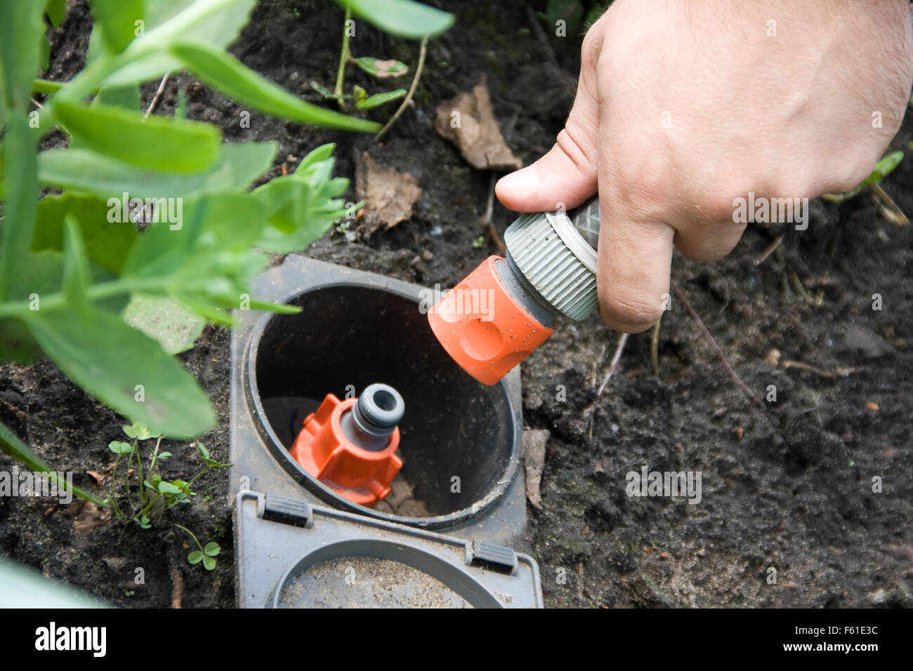 Irrigation sprinkler watering grass plug and socket Stock Photo - Alamy