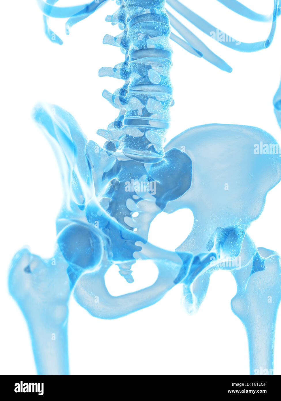 medically accurate illustration of the hip Stock Photo - Alamy